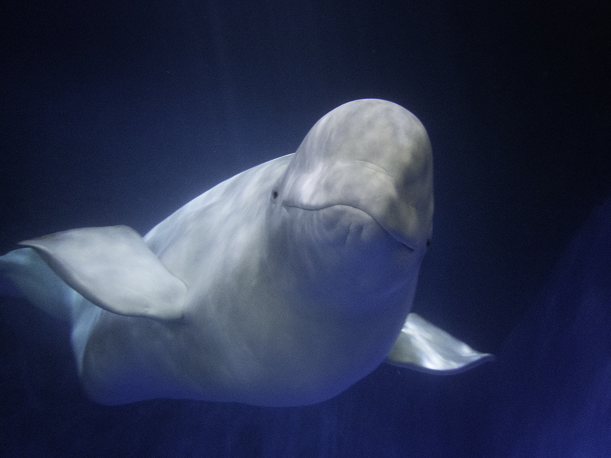 Beluga Whale Sanctuary | Official Website | Buy Tickets Online to Save