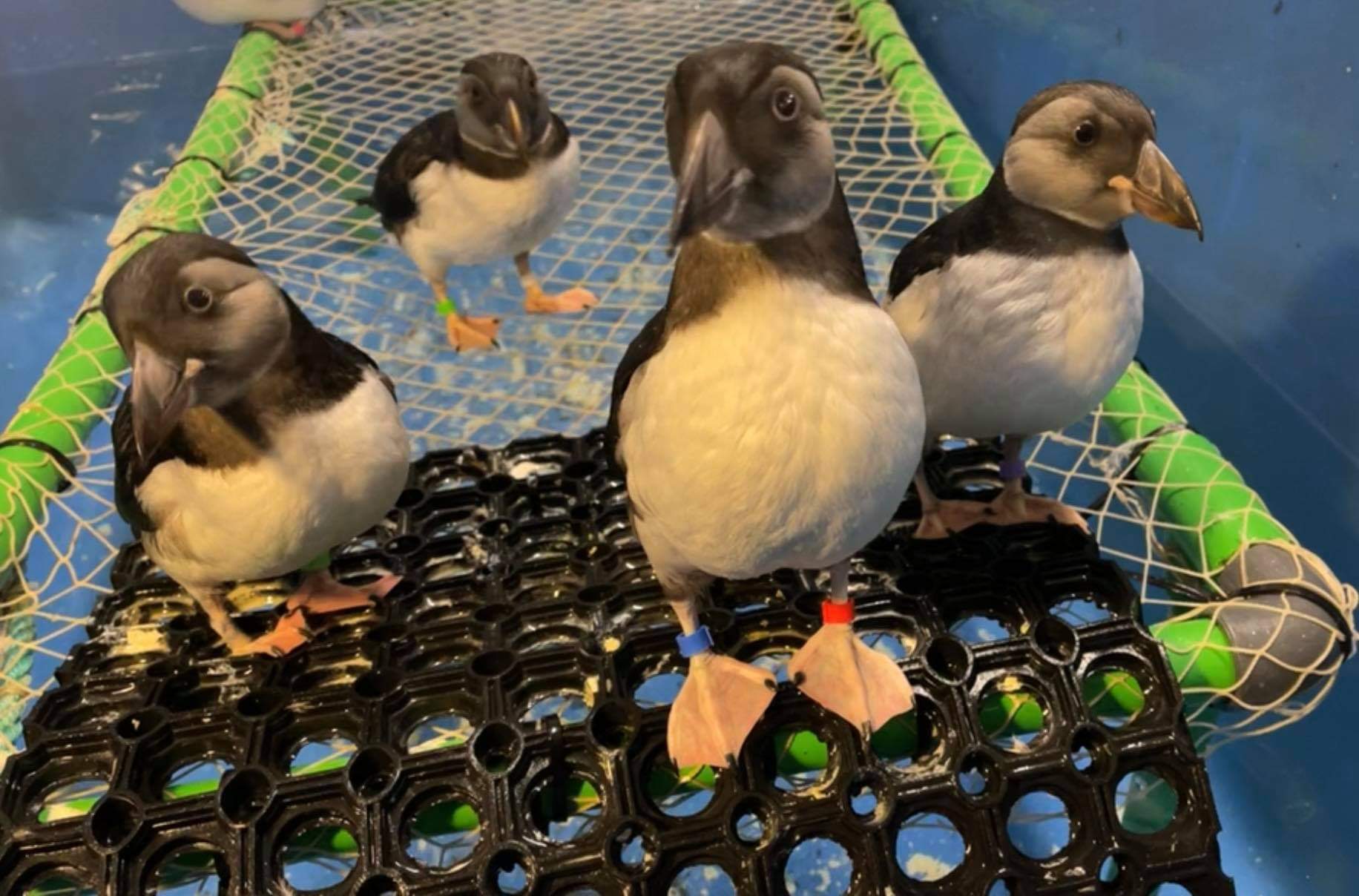 Puffin Rescue